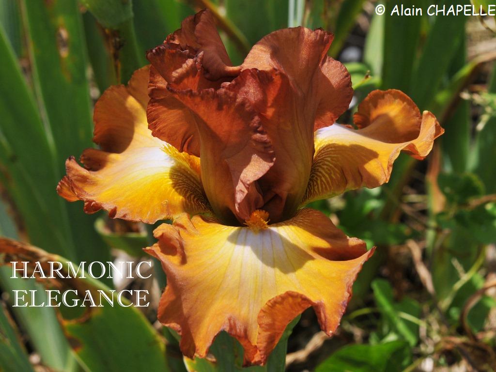 Le Jardin d'Iris Bubry (56), collection d'iris