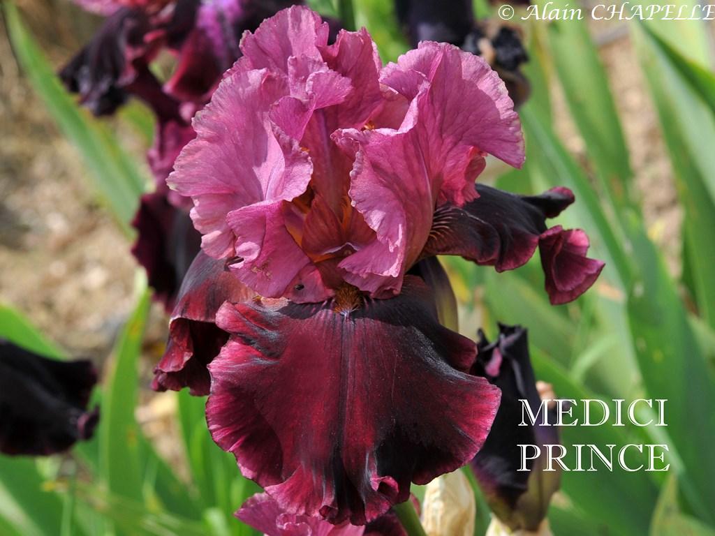 Le Jardin d'Iris Bubry (56), collection d'iris