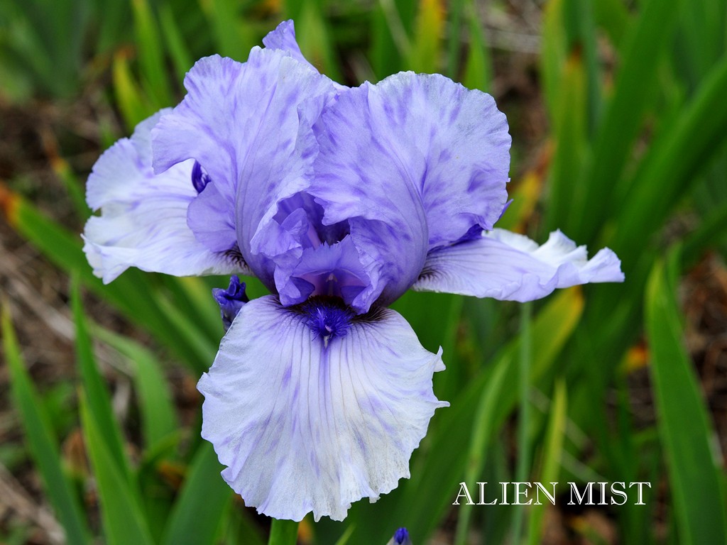 Le Jardin d'Iris Bubry (56), collection d'iris