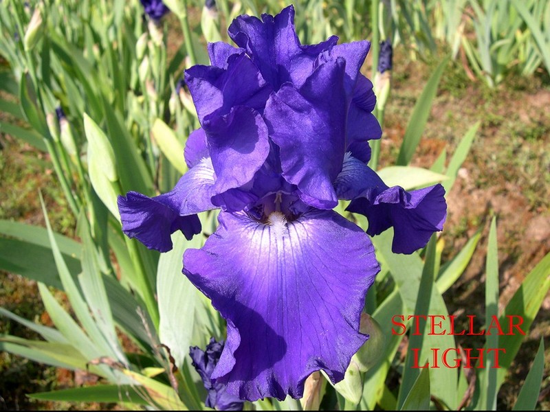 Le Jardin d'Iris Bubry (56), collection d'iris