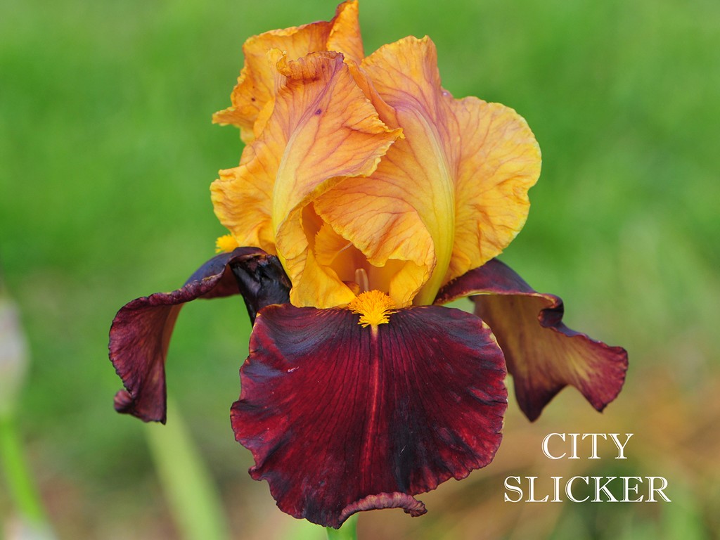 Le Jardin d'Iris Bubry (56), collection d'iris