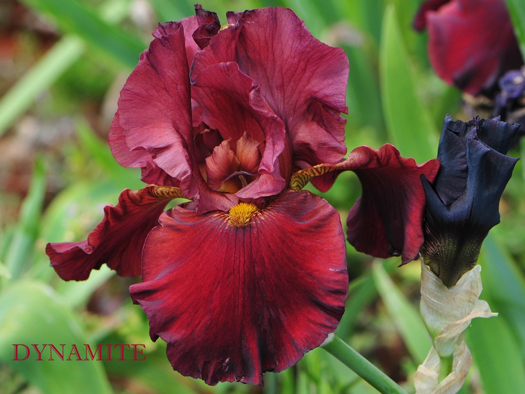Le Jardin d'Iris Bubry (56), collection d'iris
