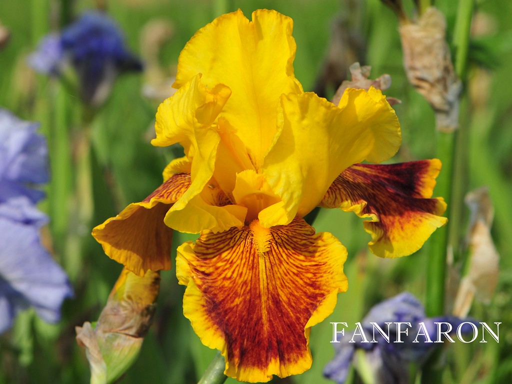 Le Jardin d'Iris Bubry (56), collection d'iris