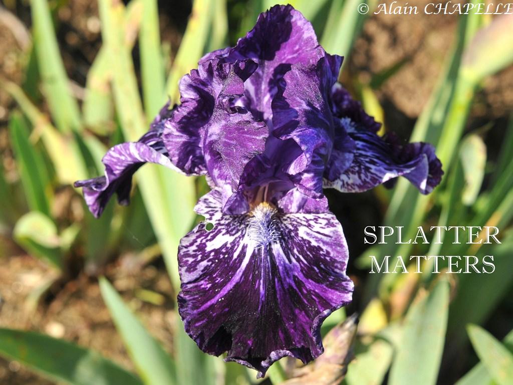Le Jardin d'Iris Bubry (56), collection d'iris