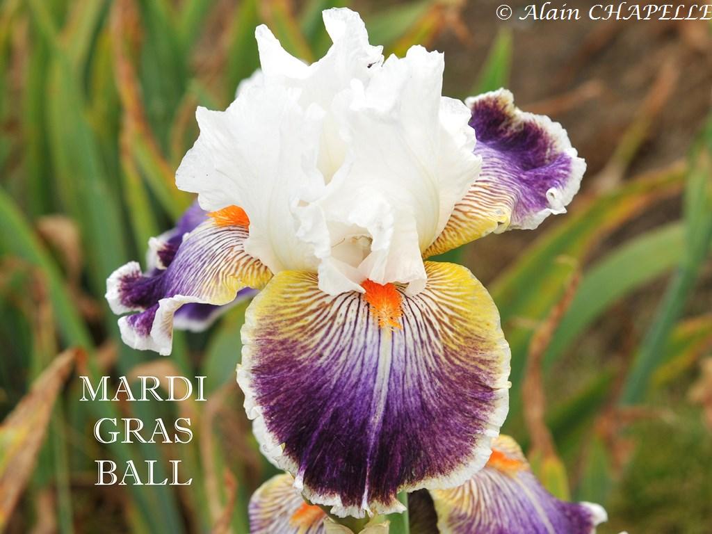 Le Jardin d'Iris Bubry (56), collection d'iris