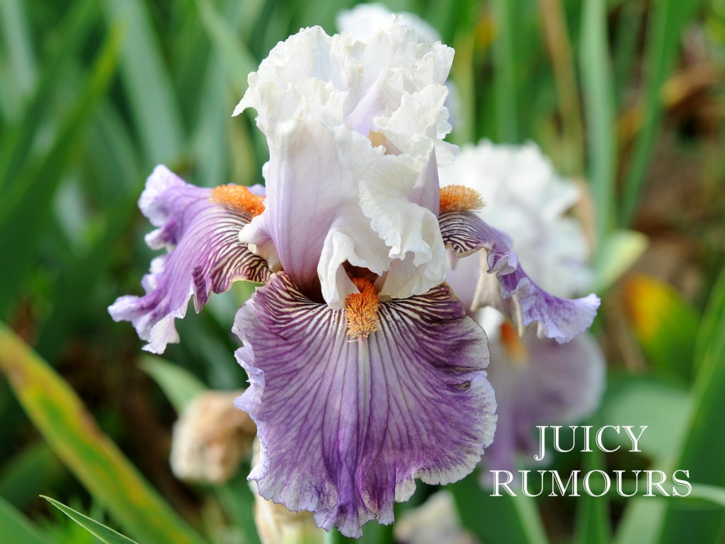 Le Jardin d'Iris Bubry (56), collection d'iris