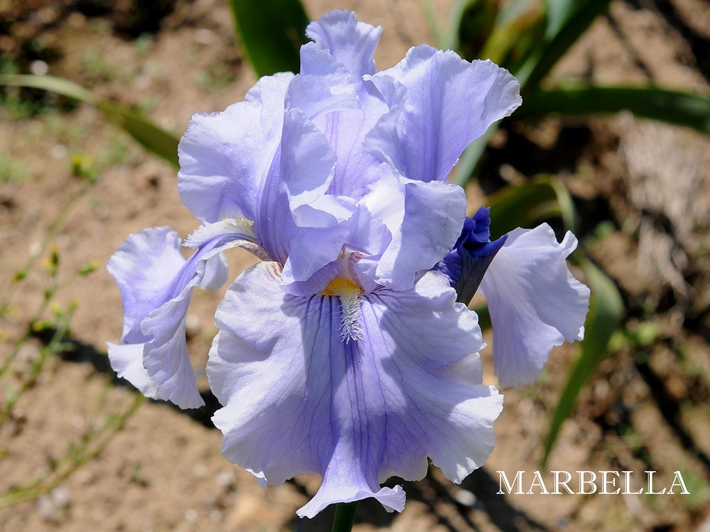 Le Jardin d'Iris Bubry (56), collection d'iris