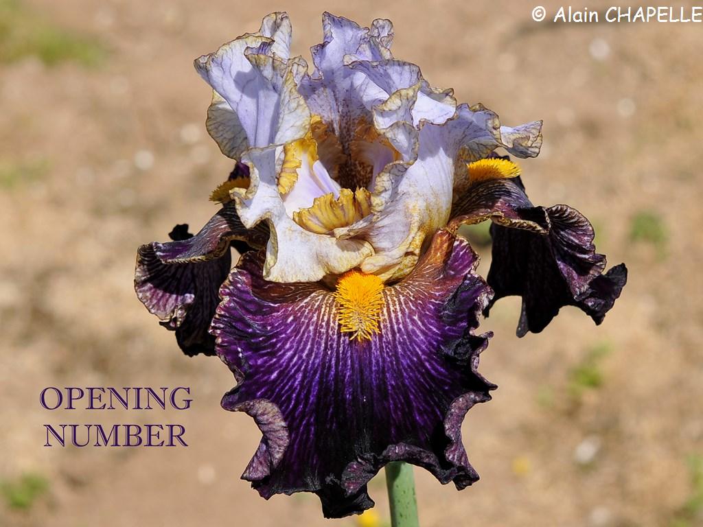 Le Jardin d'Iris Bubry (56), collection d'iris