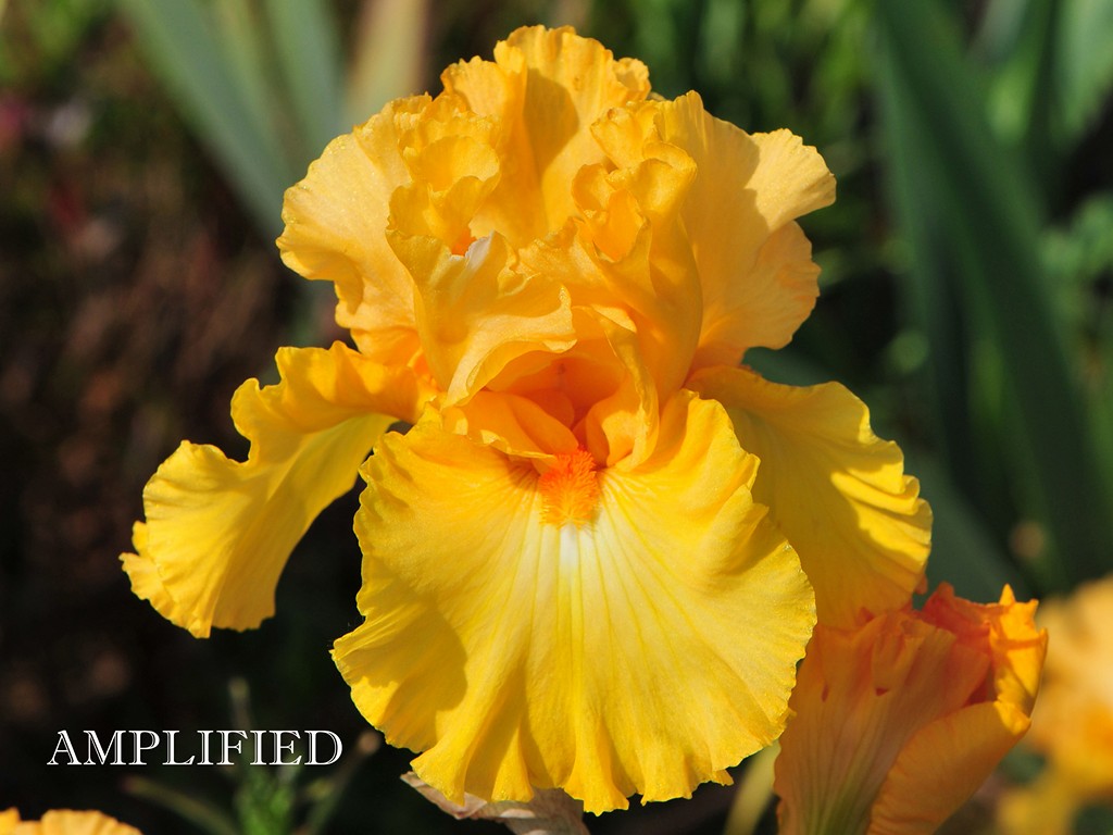 Le Jardin d'Iris Bubry (56), collection d'iris