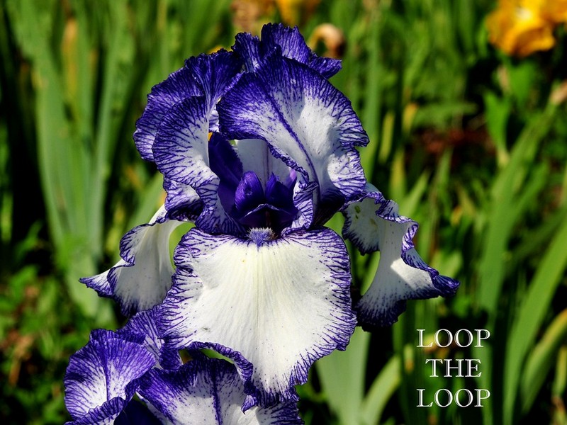 Le Jardin d'Iris Bubry (56), collection d'iris