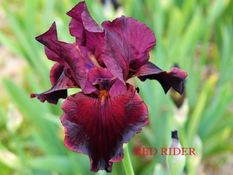 Le Jardin d'Iris Bubry (56), collection d'iris