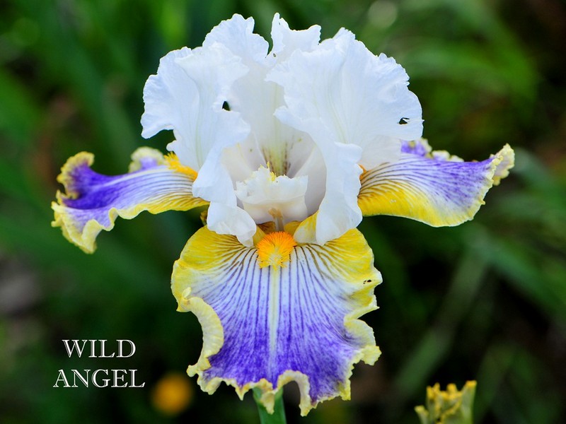 Le Jardin d'Iris Bubry (56), collection d'iris