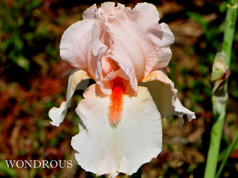 Le Jardin d'Iris Bubry (56), collection d'iris